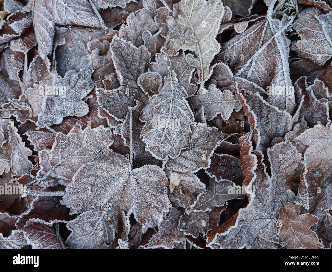 Frosty leaves hi-res stock photography and images - Alamy