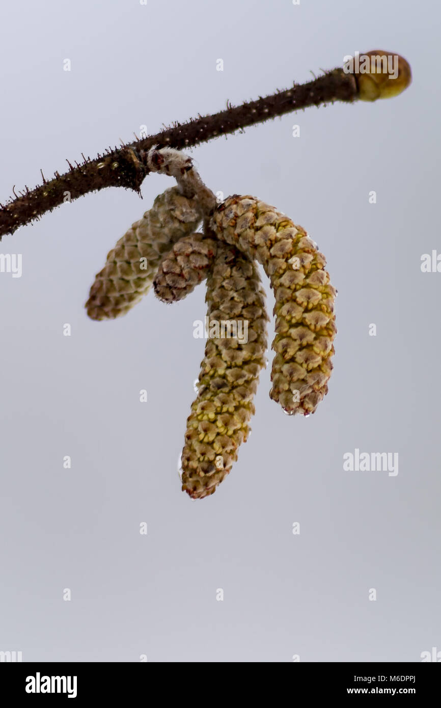 Hazel hedge hi-res stock photography and images - Alamy