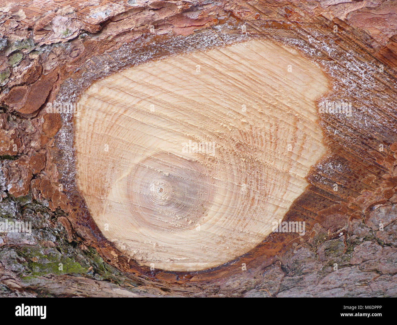 wooden background pine with annual rings Stock Photo - Alamy