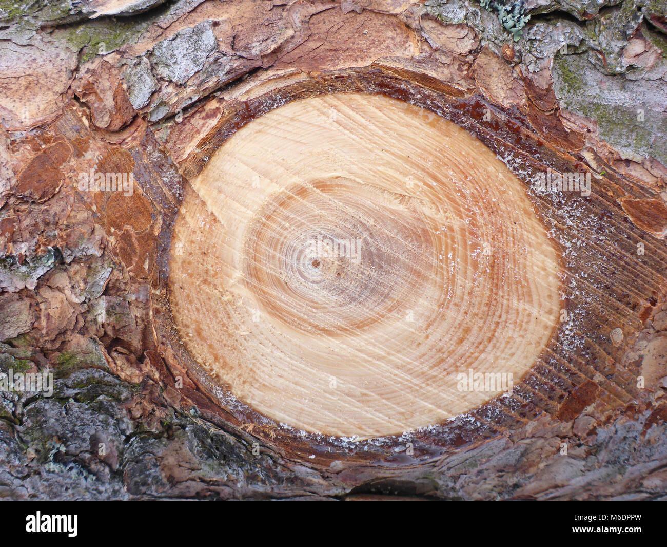 wooden background pine with annual rings Stock Photo - Alamy