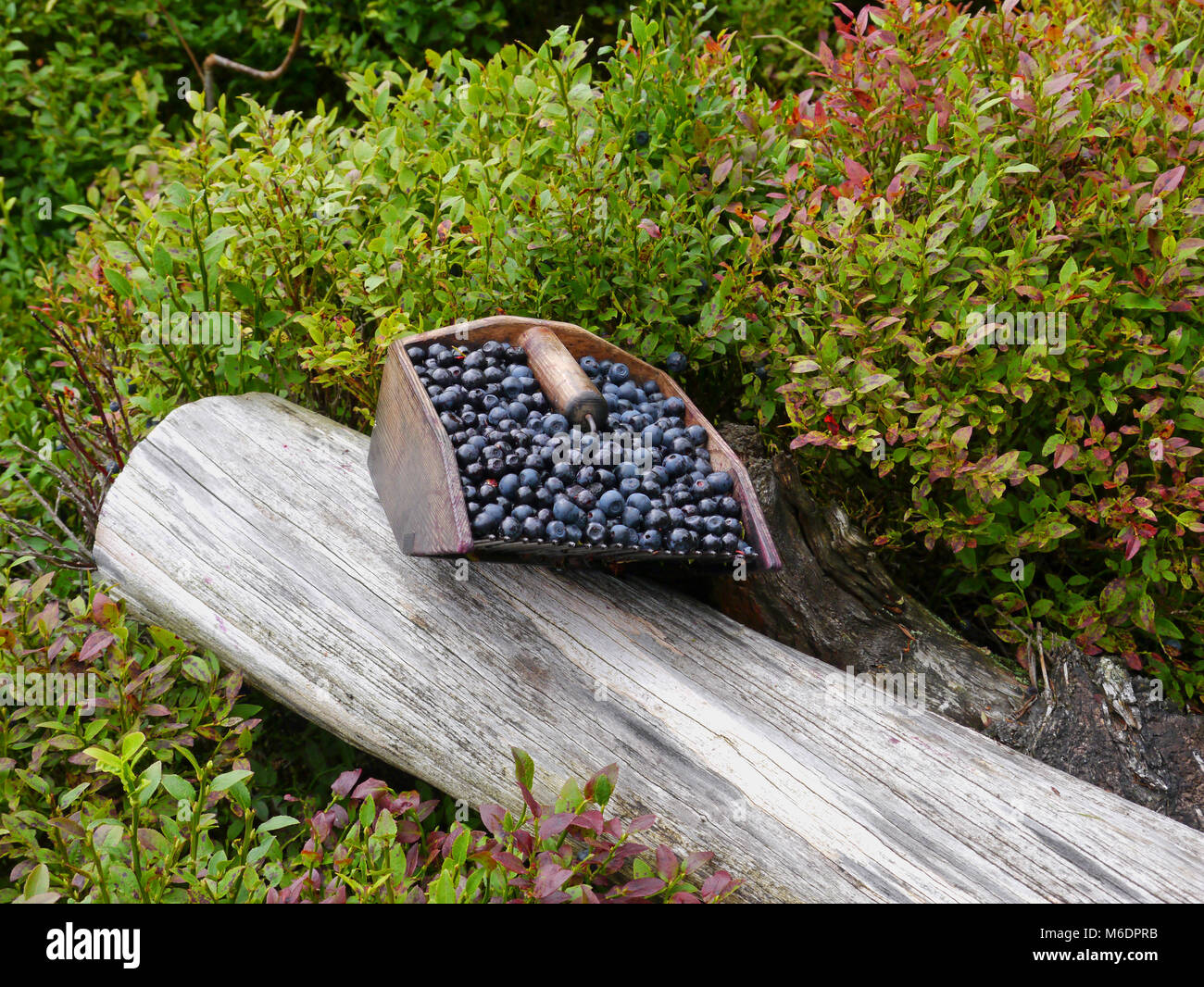 Harvest berry fruit hi-res stock photography and images - Alamy