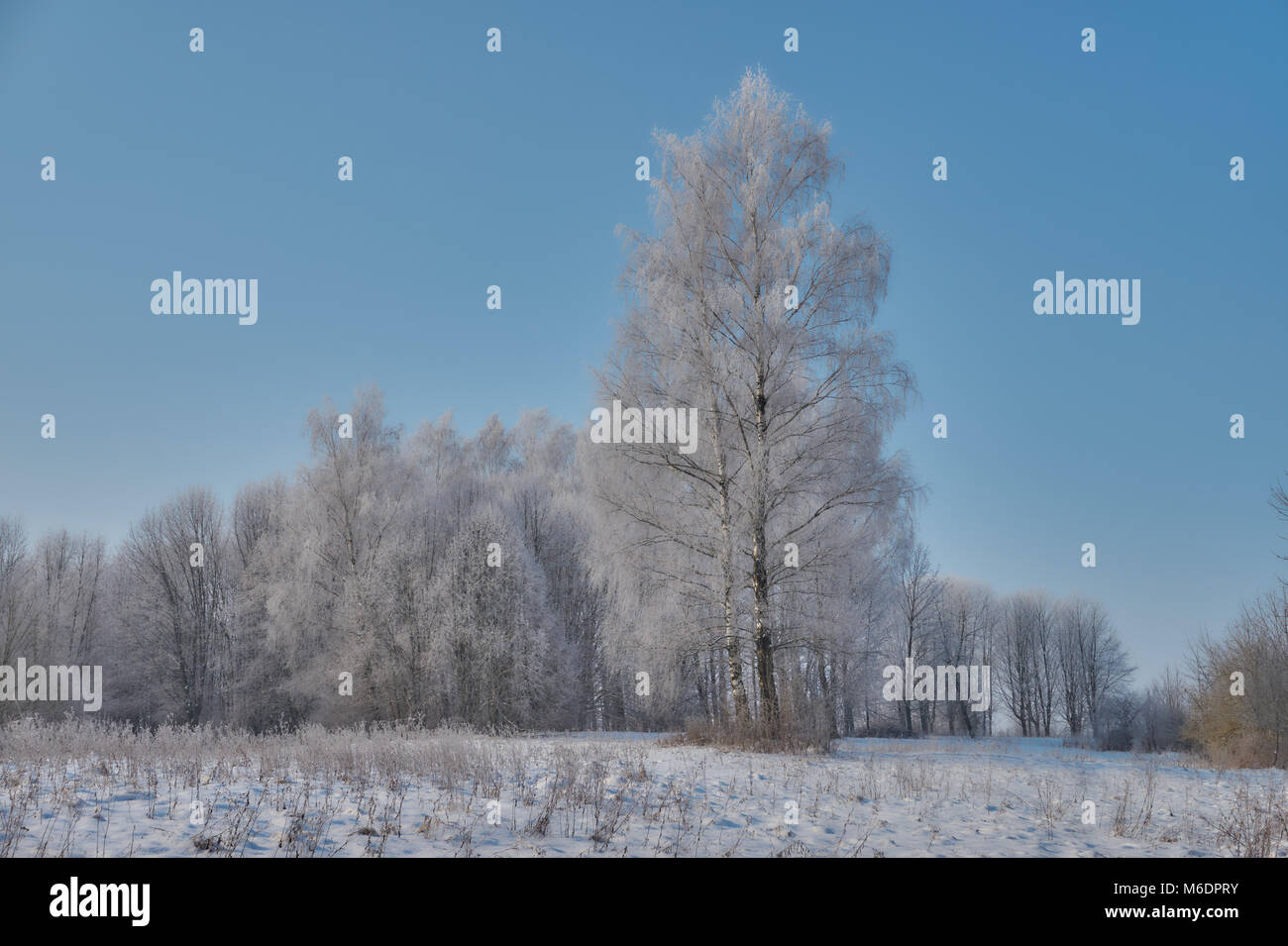 White frost covered trees in winter landscape against blue sky Stock ...