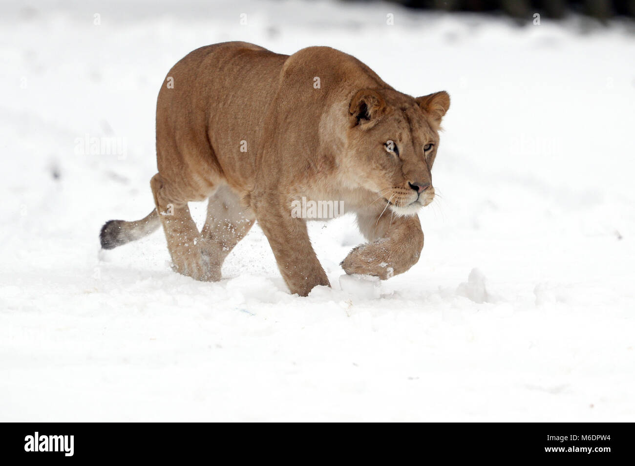 Lions in the snow at Blair Drummond Safari Park as the cold weather ...