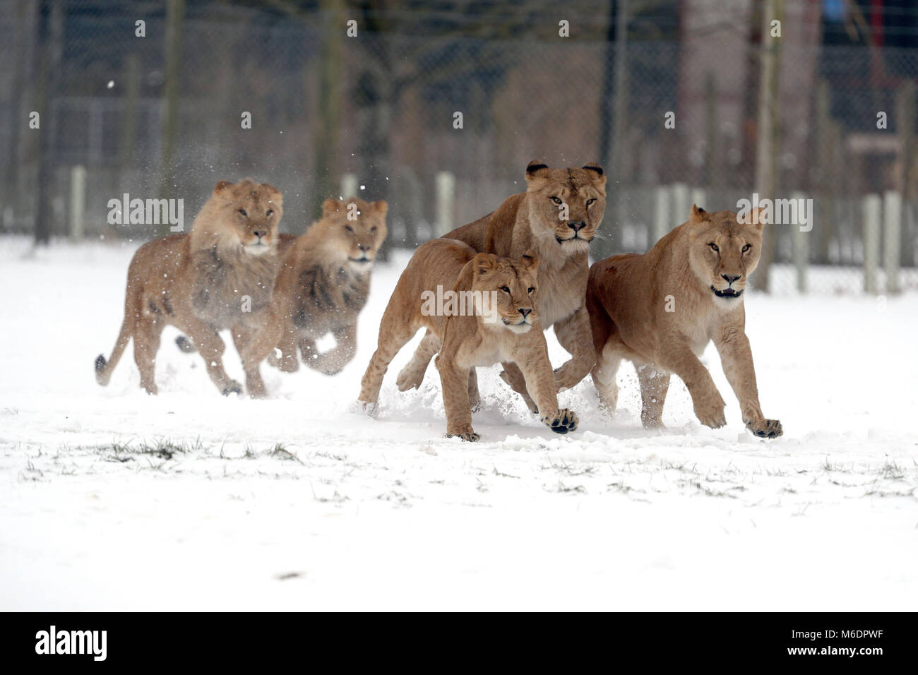 Lions in the snow at Blair Drummond Safari Park as the cold weather ...