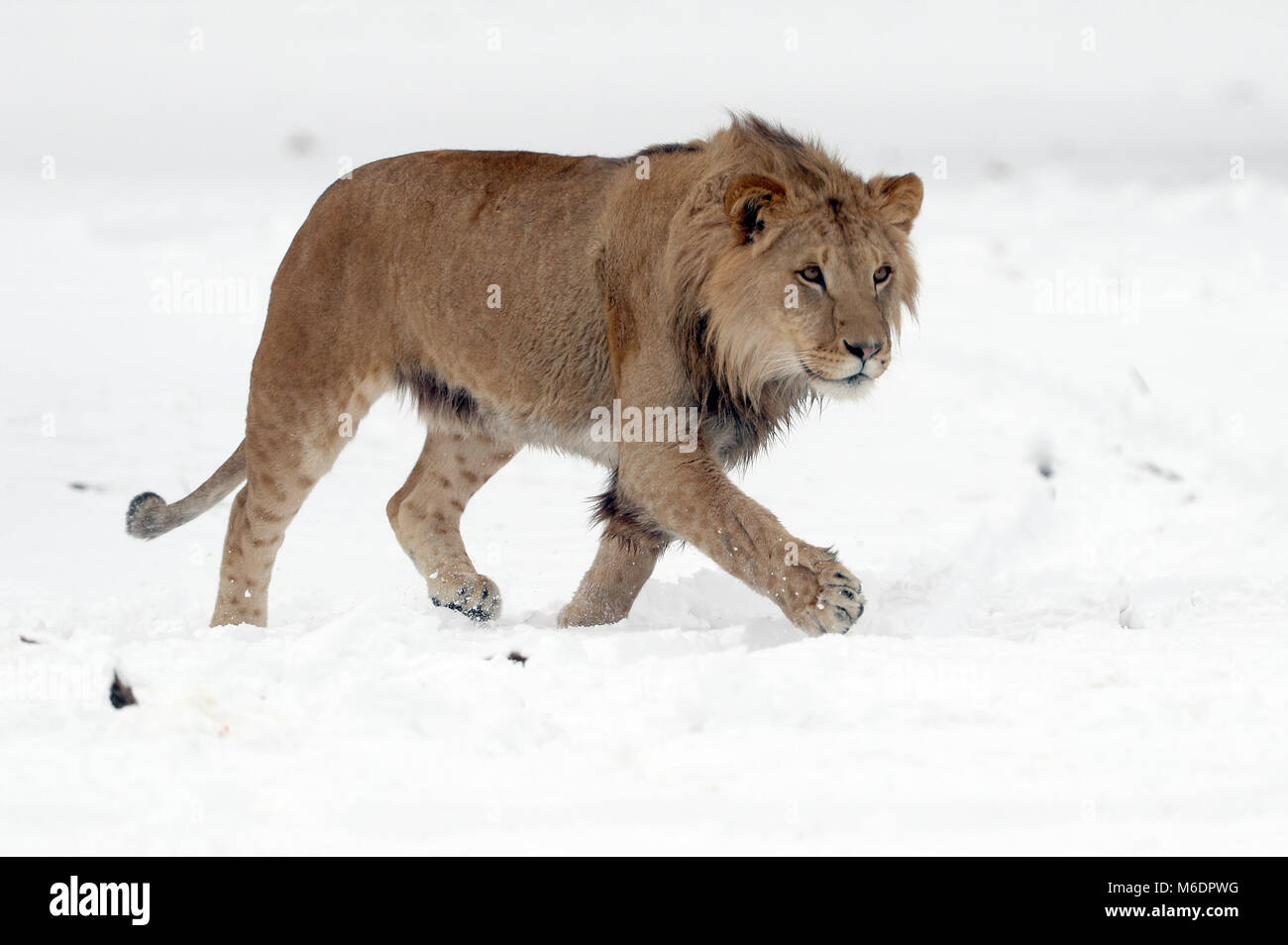 Lions in the snow at Blair Drummond Safari Park as the cold weather ...