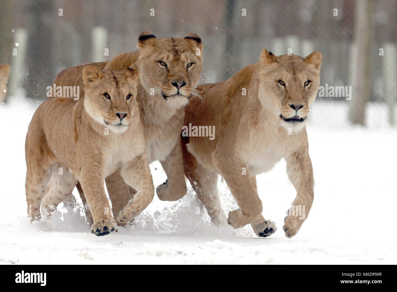Lions in the snow at Blair Drummond Safari Park as the cold weather ...