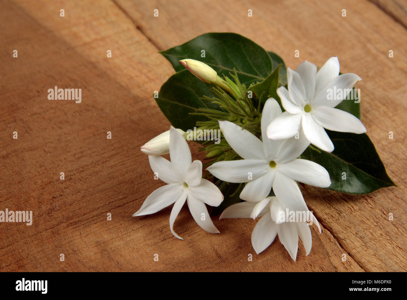 Star Jasmine Stock Photos & Star Jasmine Stock Images - Alamy
