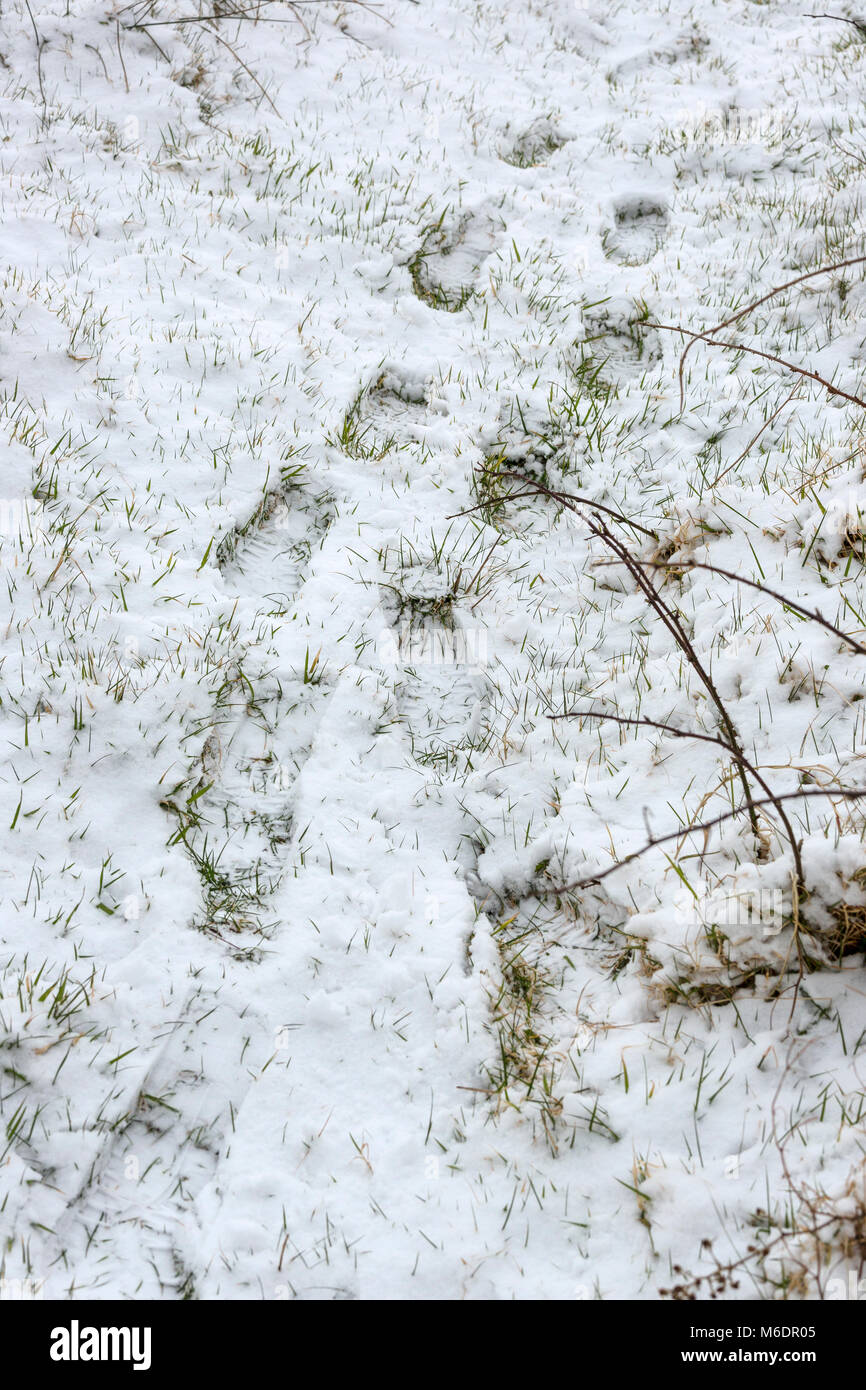 Footprints in snow on Valentia Island, County Kerry, Ireland. First ...