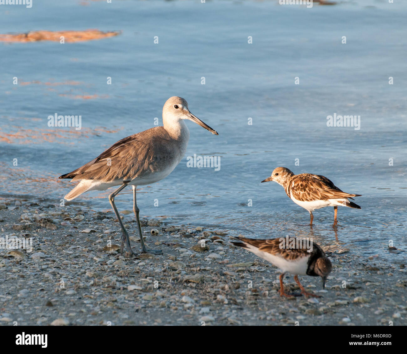 Sand piper hi-res stock photography and images - Alamy
