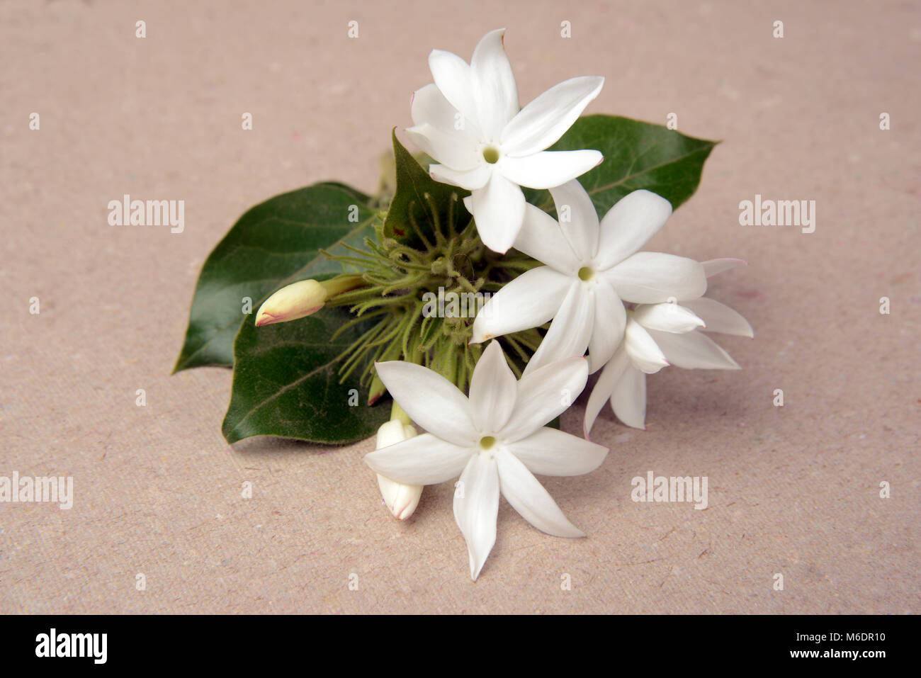 Kunda flower hi-res stock photography and images - Alamy