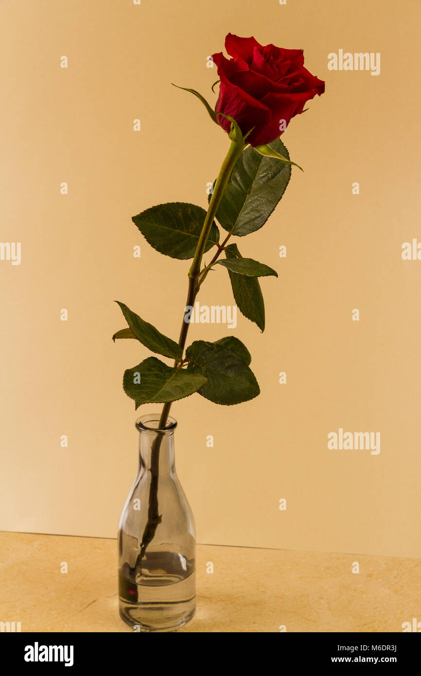 Single rose in water, small glass jar. Pale background Stock Photo - Alamy