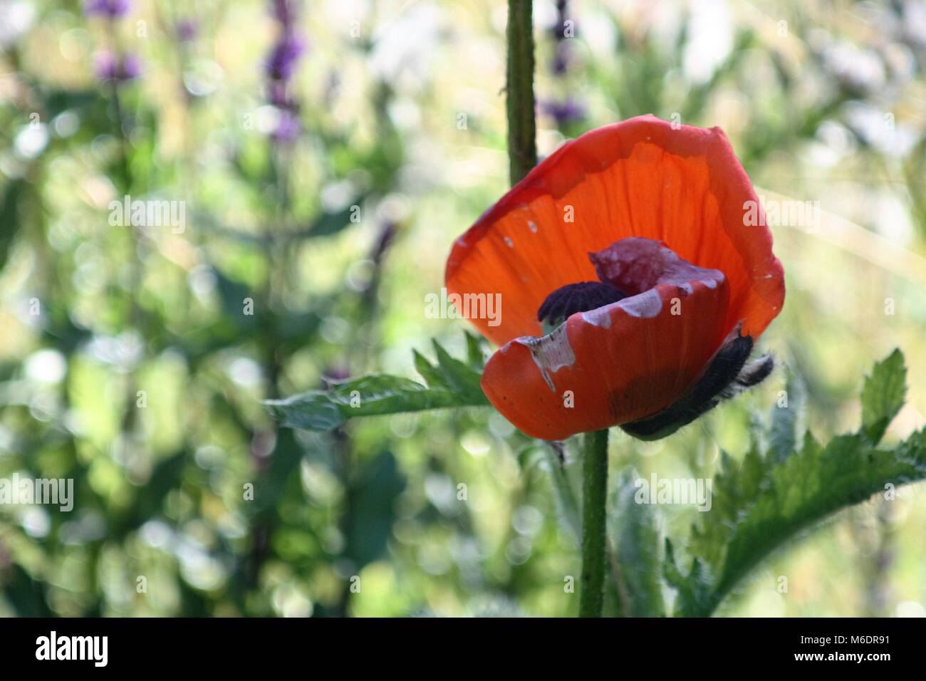 Fire poppy hi-res stock photography and images - Alamy