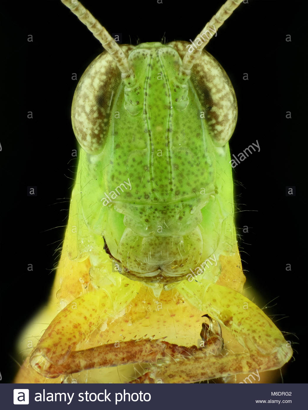 Locust Face Stock Photos & Locust Face Stock Images - Alamy