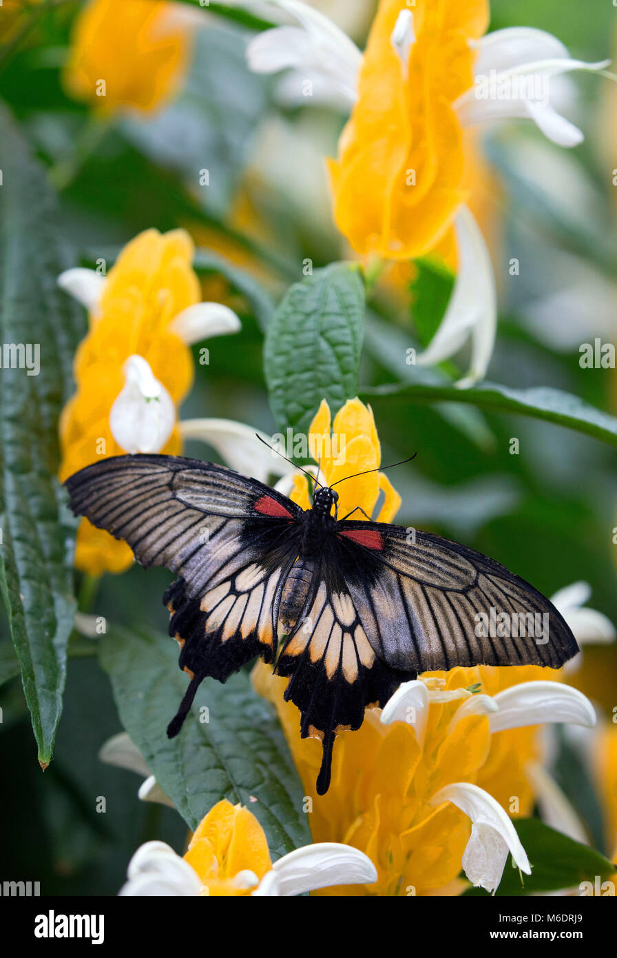 Asian yellow flower hi-res stock photography and images - Alamy