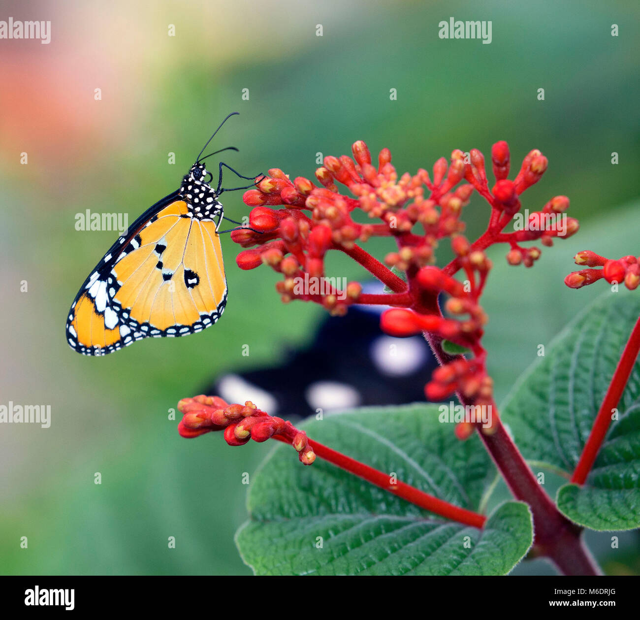 Close up monarch tiger butterfly hi-res stock photography and images ...