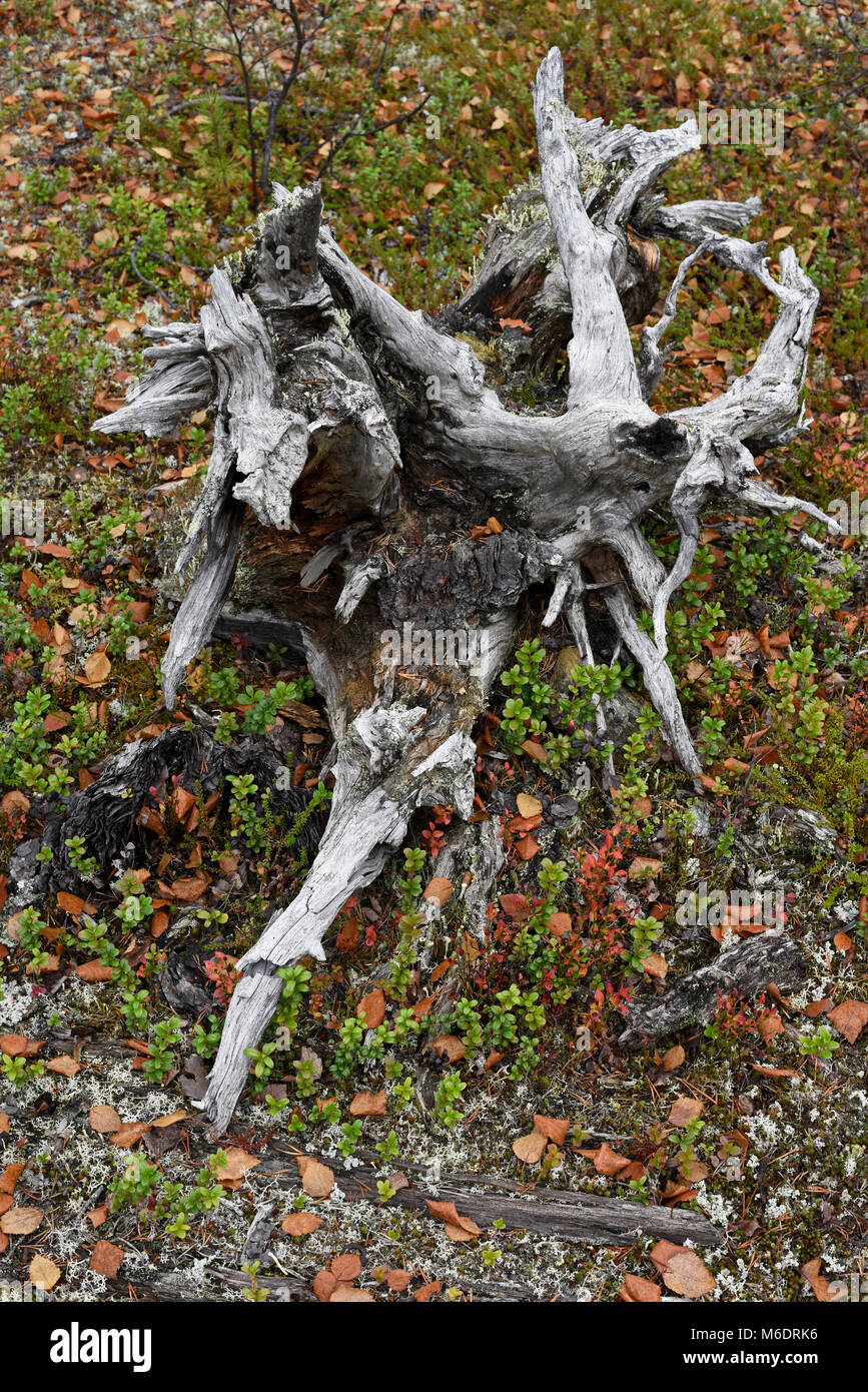 Decaying tree roots and diverse flora in the woods around Hotel ...