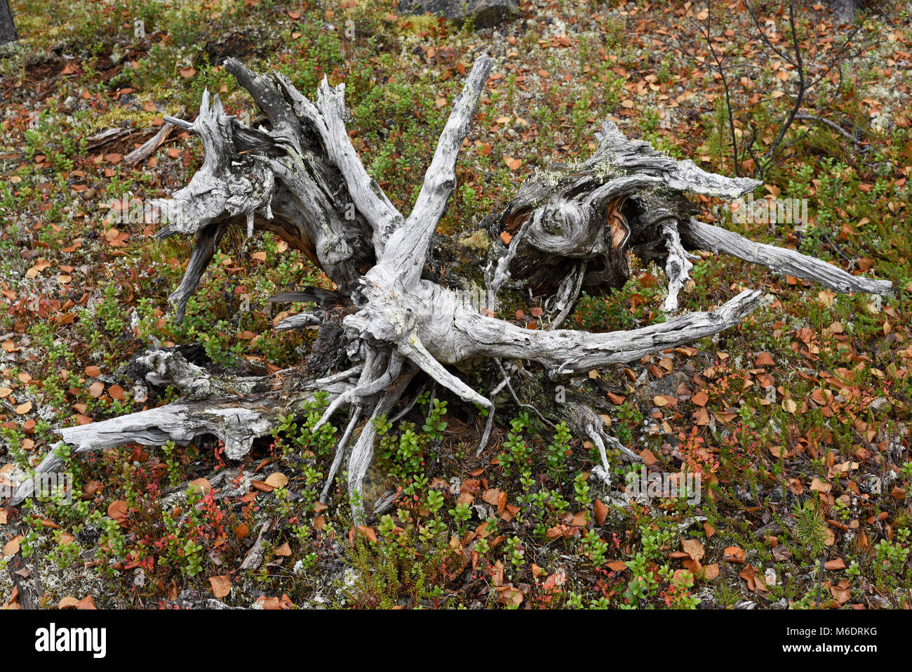 Decaying tree roots and diverse flora in the woods around Hotel ...