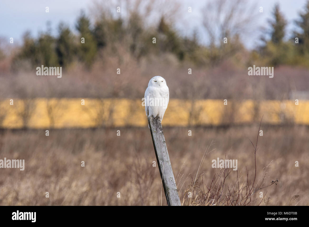 Snowy Owl Sitting On A Fence Post Stock Photo - Alamy