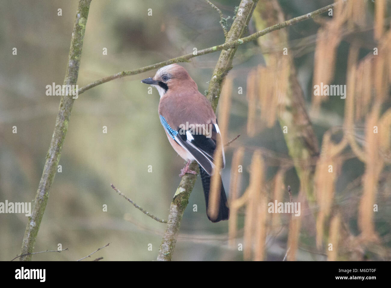 Jay bird hi-res stock photography and images - Alamy