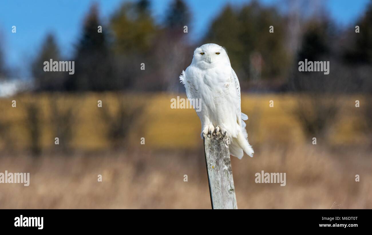 Snowy Owl Sitting On A Fence Post Stock Photo - Alamy