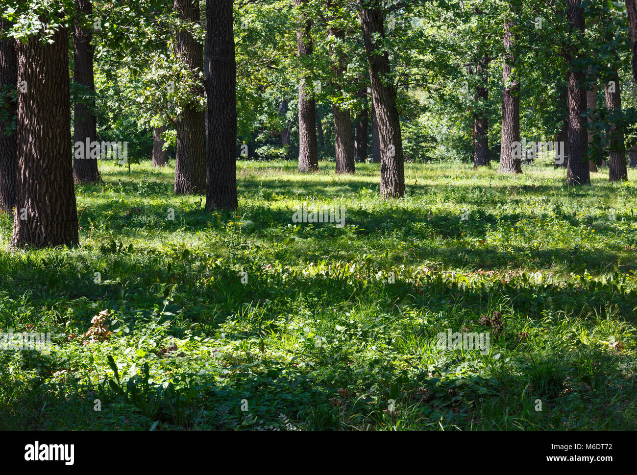 City of oak grove hi-res stock photography and images - Alamy