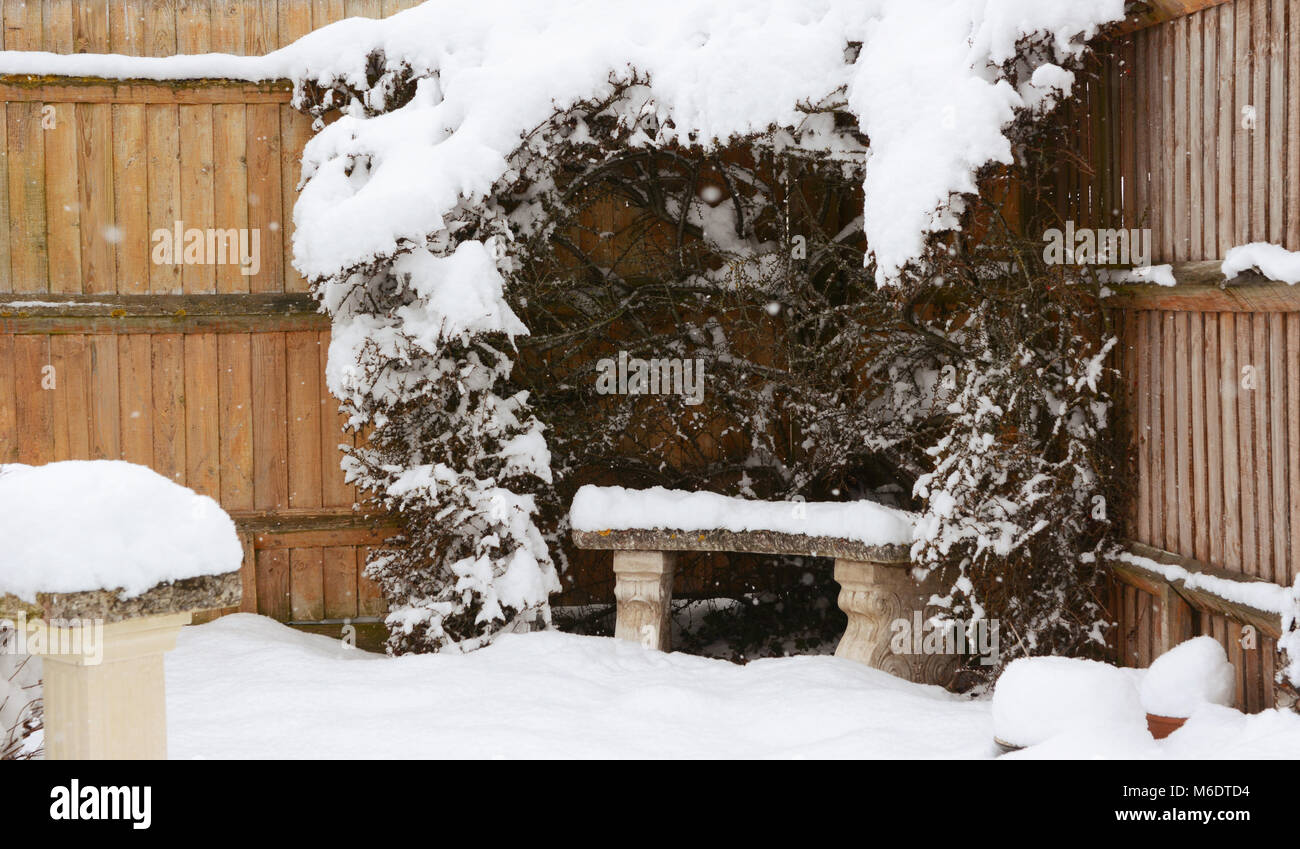 Stone bench covered in snow, surrounded by snowy cotoneaster hedge in a ...