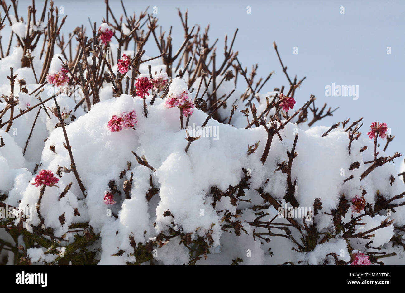 Pink flowers of deciduous viburnum shrub covered in fresh snow in ...
