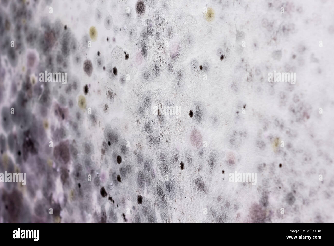 Mold Spots High Resolution Stock Photography and Images - Alamy