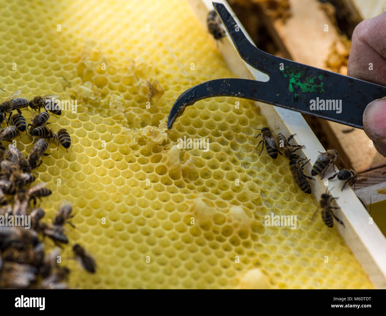 Queen cells 2 Stock Photo - Alamy