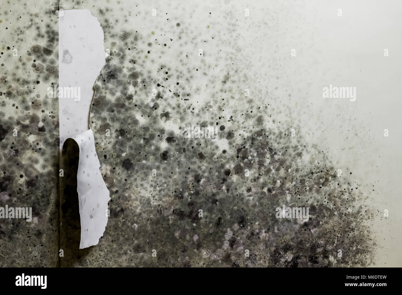 Mold buildup on the wallpaper in the room Stock Photo - Alamy
