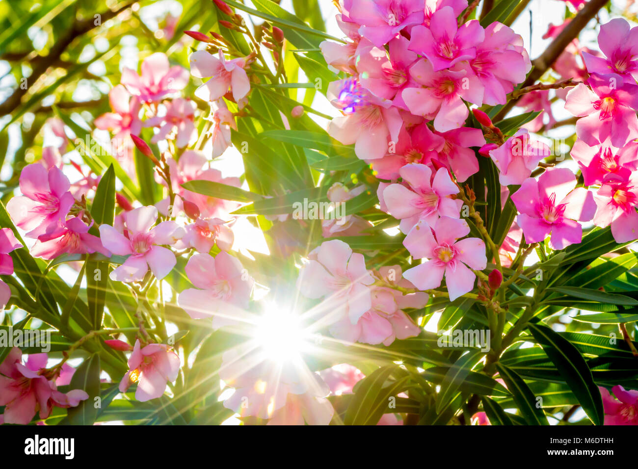 Sun rays through pink flowers Stock Photo - Alamy