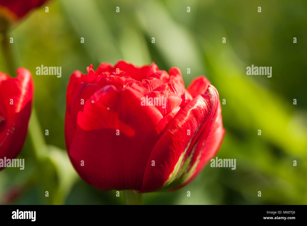'Abba' Double Early Tulip, Tidig fylld tulpan (Tulipa gesneriana Stock ...