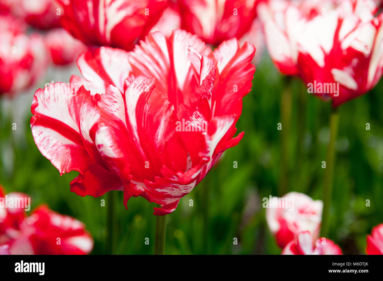 'Estella Rijnveld' Parrot Tulip, Papegoya tulpan (Tulipa gesneriana ...