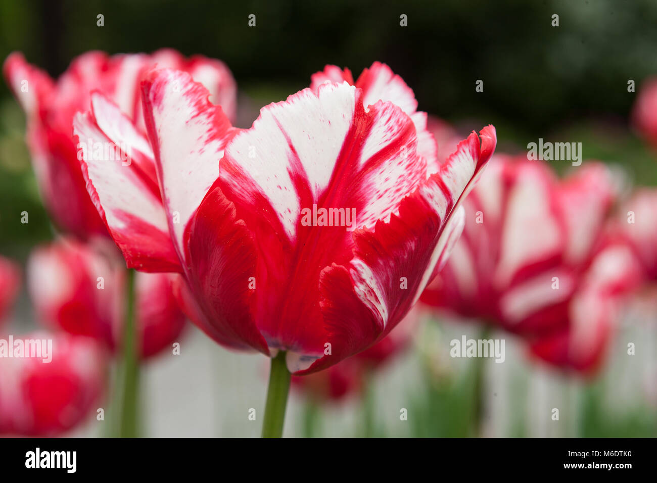 'Estella Rijnveld' Parrot Tulip, Papegoya tulpan (Tulipa gesneriana ...