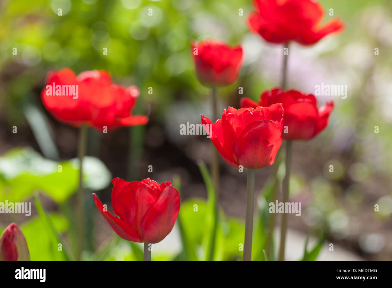 'Abba' Double Early Tulip, Tidig fylld tulpan (Tulipa gesneriana Stock ...