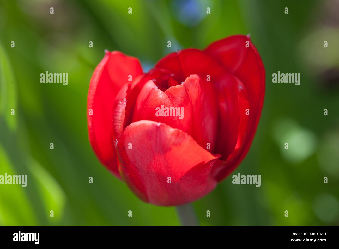 'Abba' Double Early Tulip, Tidig fylld tulpan (Tulipa gesneriana Stock ...