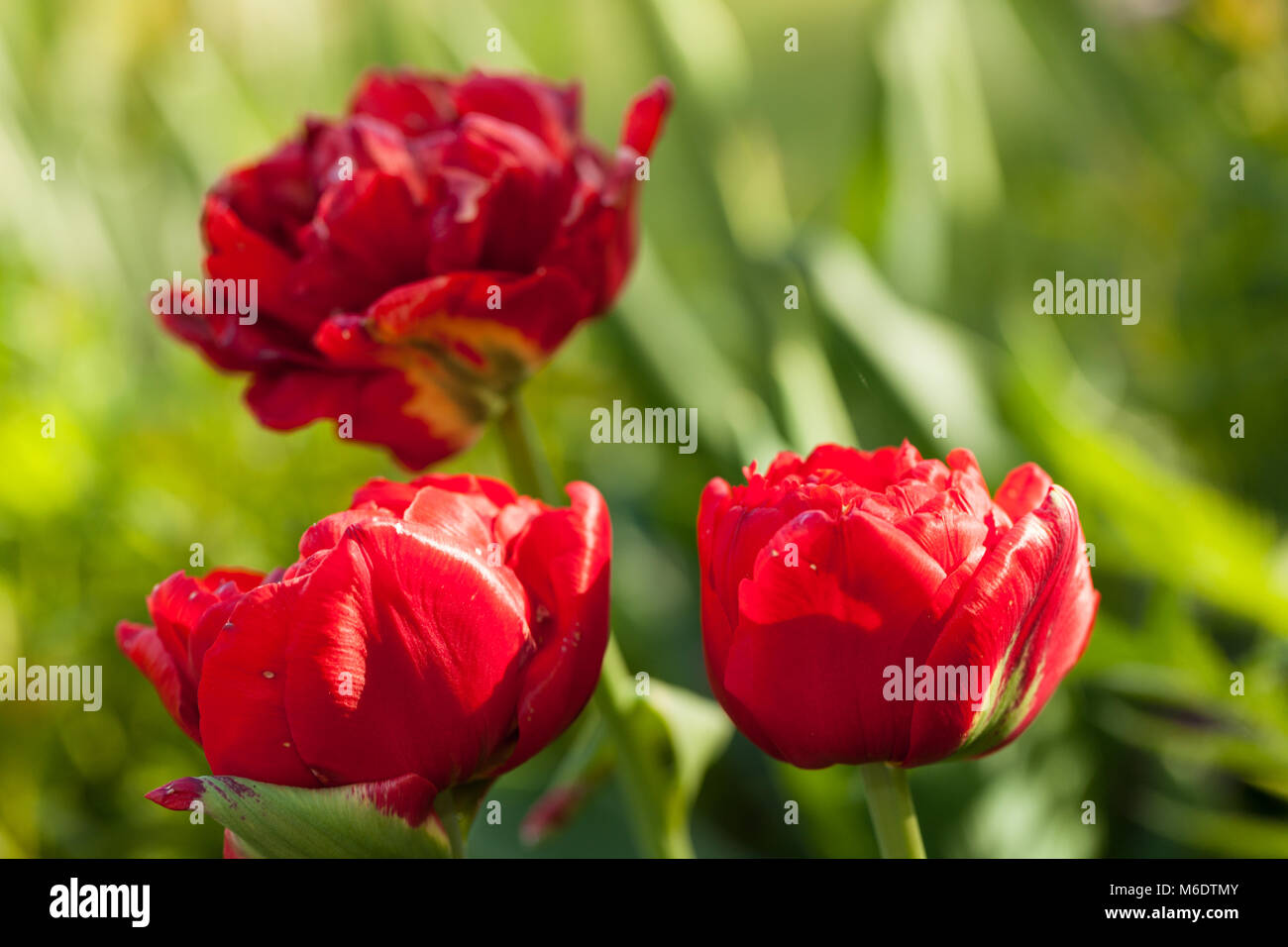 'Abba' Double Early Tulip, Tidig fylld tulpan (Tulipa gesneriana Stock ...