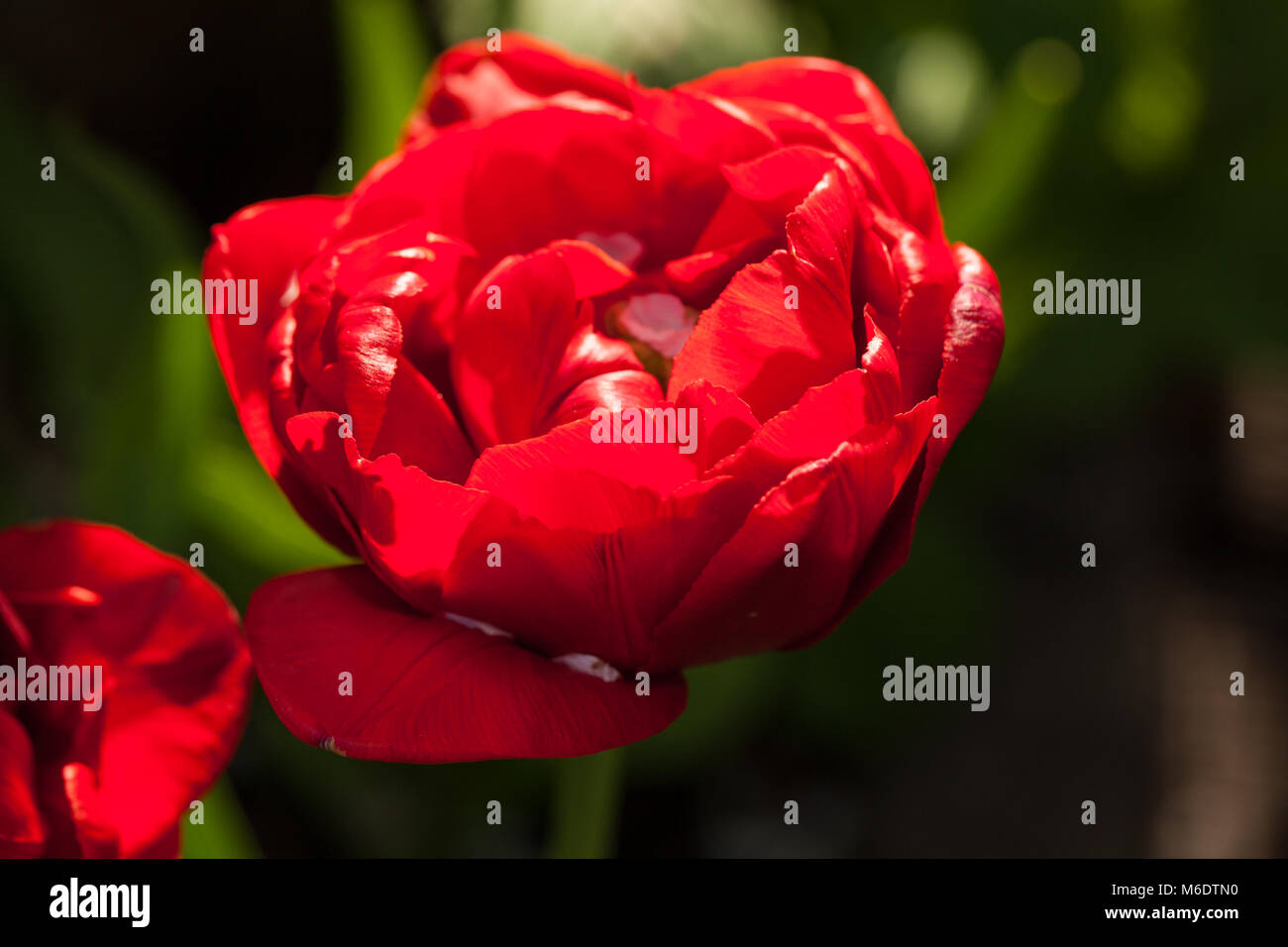 'Abba' Double Early Tulip, Tidig fylld tulpan (Tulipa gesneriana Stock ...