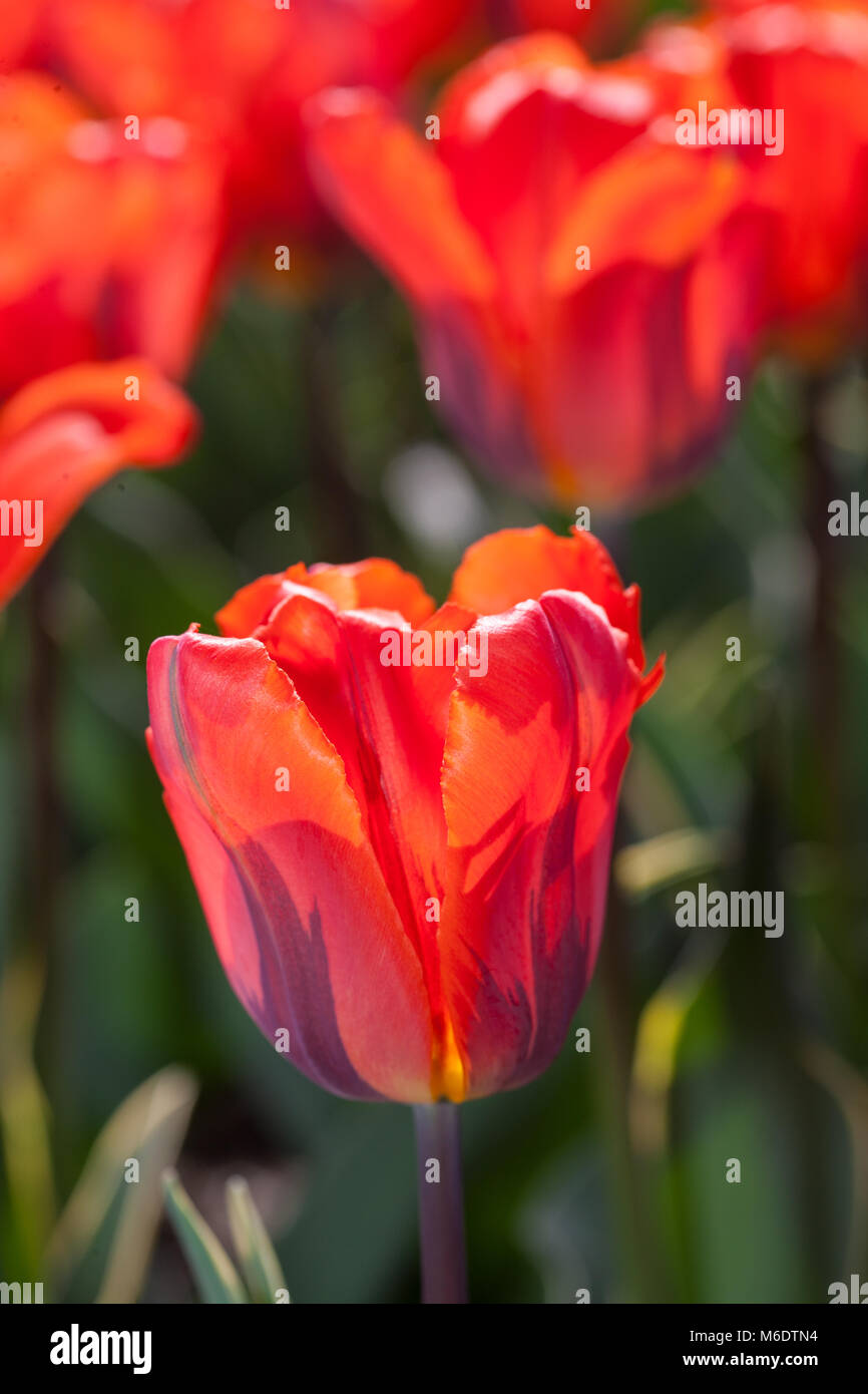 Tulip fire hi-res stock photography and images - Alamy