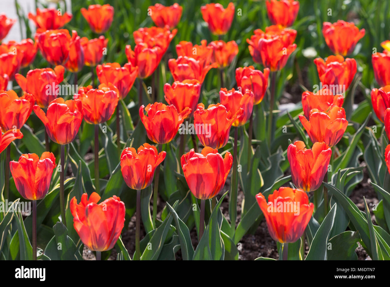 'Fire Queen' Single Early Tulip, Tidig enkel tulpan (Tulipa gesneriana ...