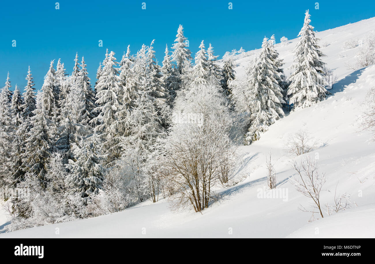 Winter calm mountain landscape with beautiful frosting trees and ...