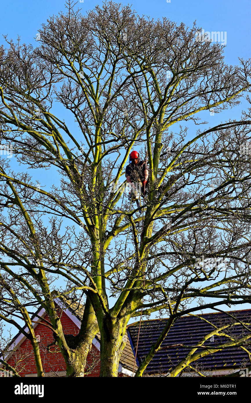 Beech bark disease hi-res stock photography and images - Alamy