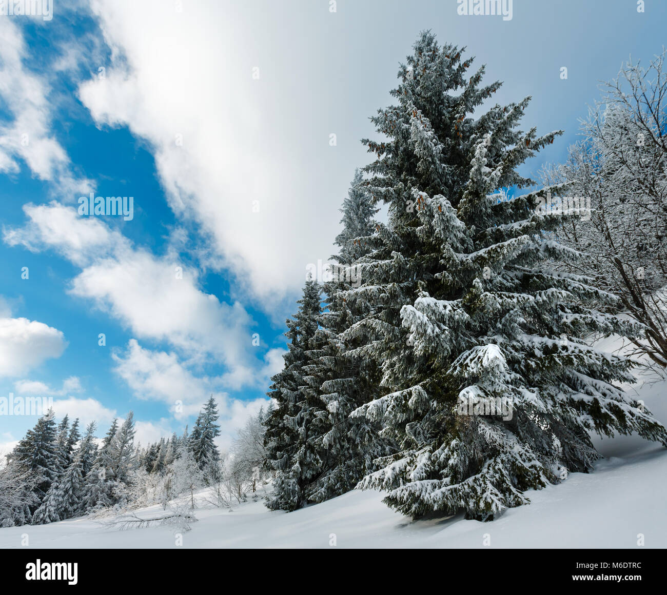 Winter calm mountain landscape with beautiful frosting trees and ...