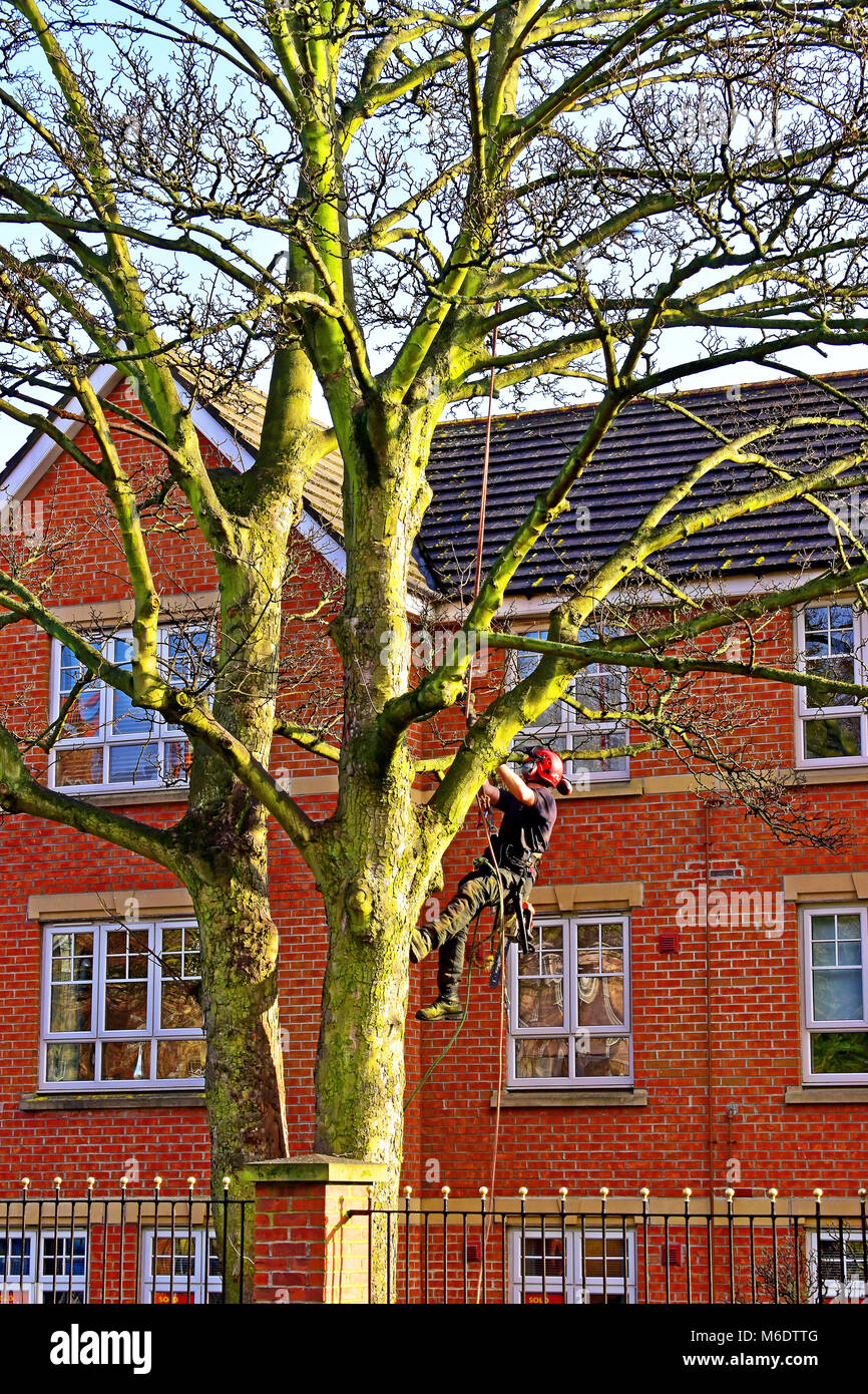 Tree surgeon with chainsaw lopping off branches in rural coastal town ...