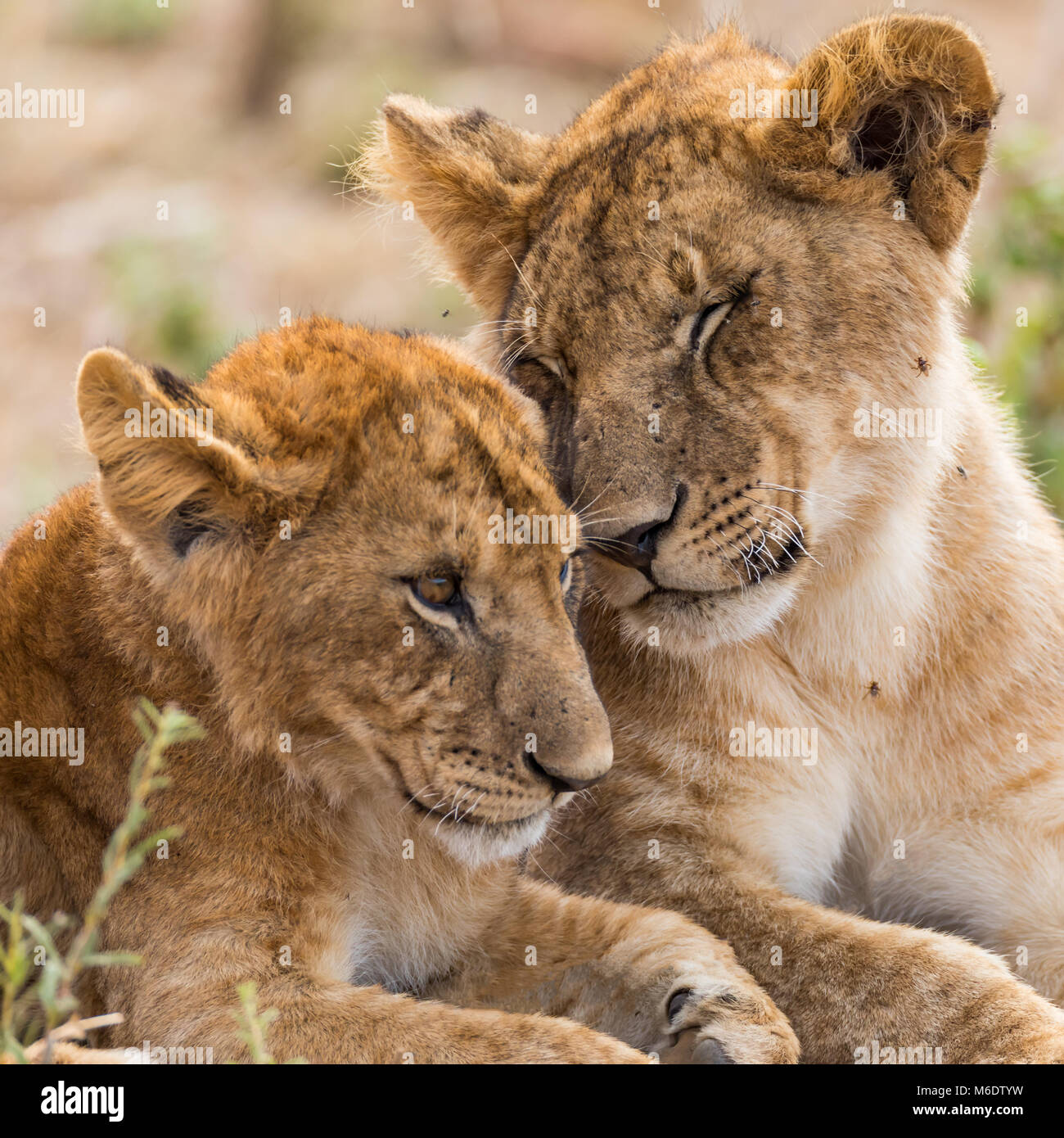 Young lion sibiling cute cubs, brother sister love, face close up, head ...