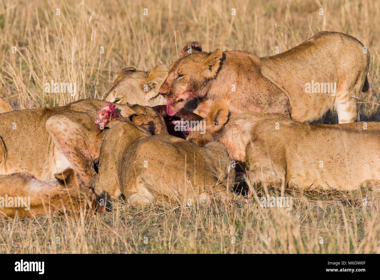 Pride of lions feeding on prey (wildebeest) in savanna, enjoying fresh ...