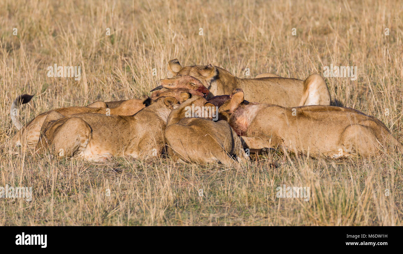 Pride of lions feeding on prey (wildebeest) in savanna, enjoying fresh ...