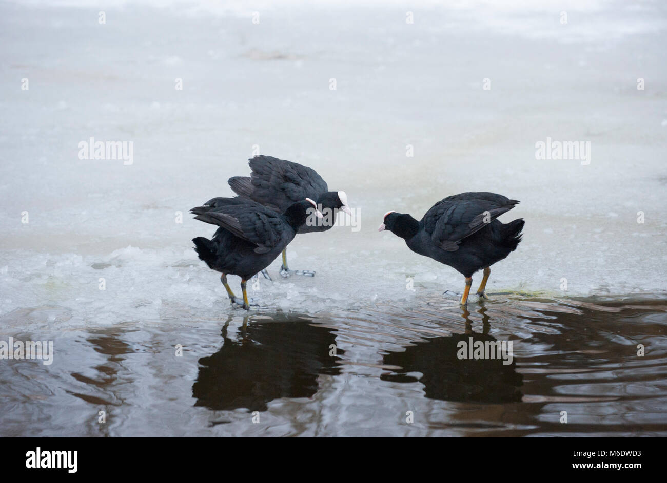 Eurasian Coots, (Fulica atra), in territorial display during winter on ...