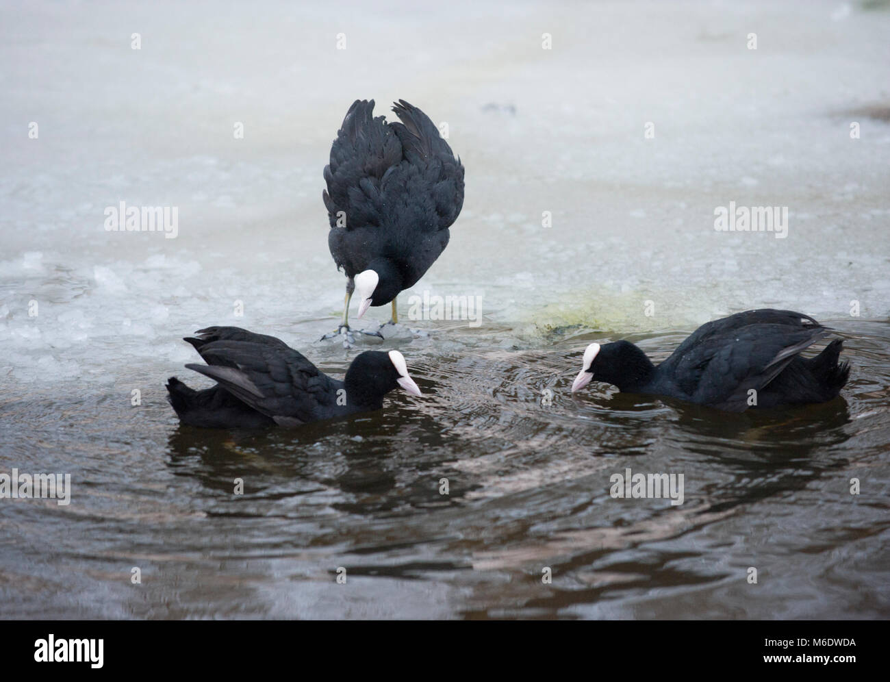 Coot threat display hi-res stock photography and images - Alamy