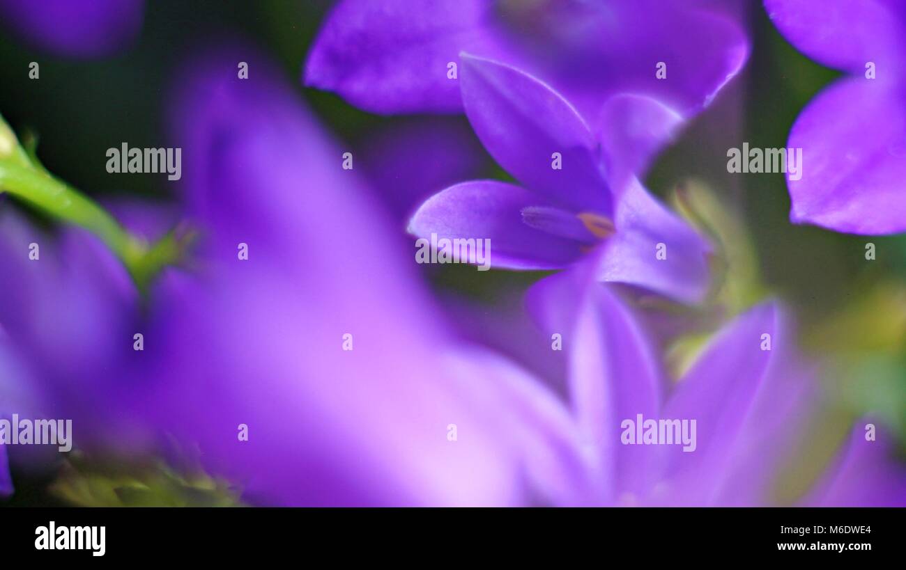 Fairy tale flowers hi-res stock photography and images - Alamy